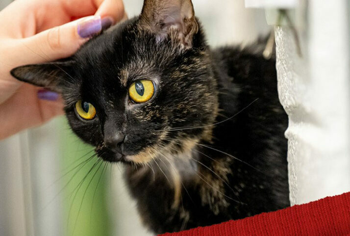 Cats Protection launches cost-of-living winter campaign with GOOD