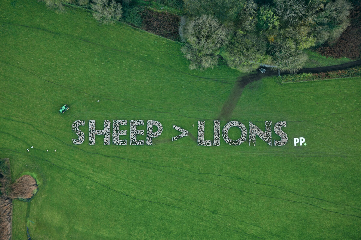 Ewe better watch out England: Paddy Power ad sees sheep pledge support ...