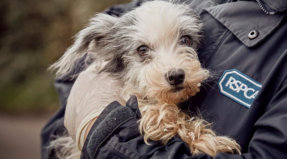 RSPCA appoints AMV BBDO as new creative agency of record