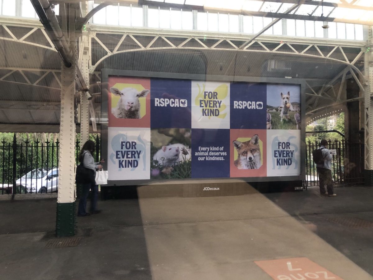 RSPCA ads cleared after animal welfare inaccuracy claim - Marketing Beat